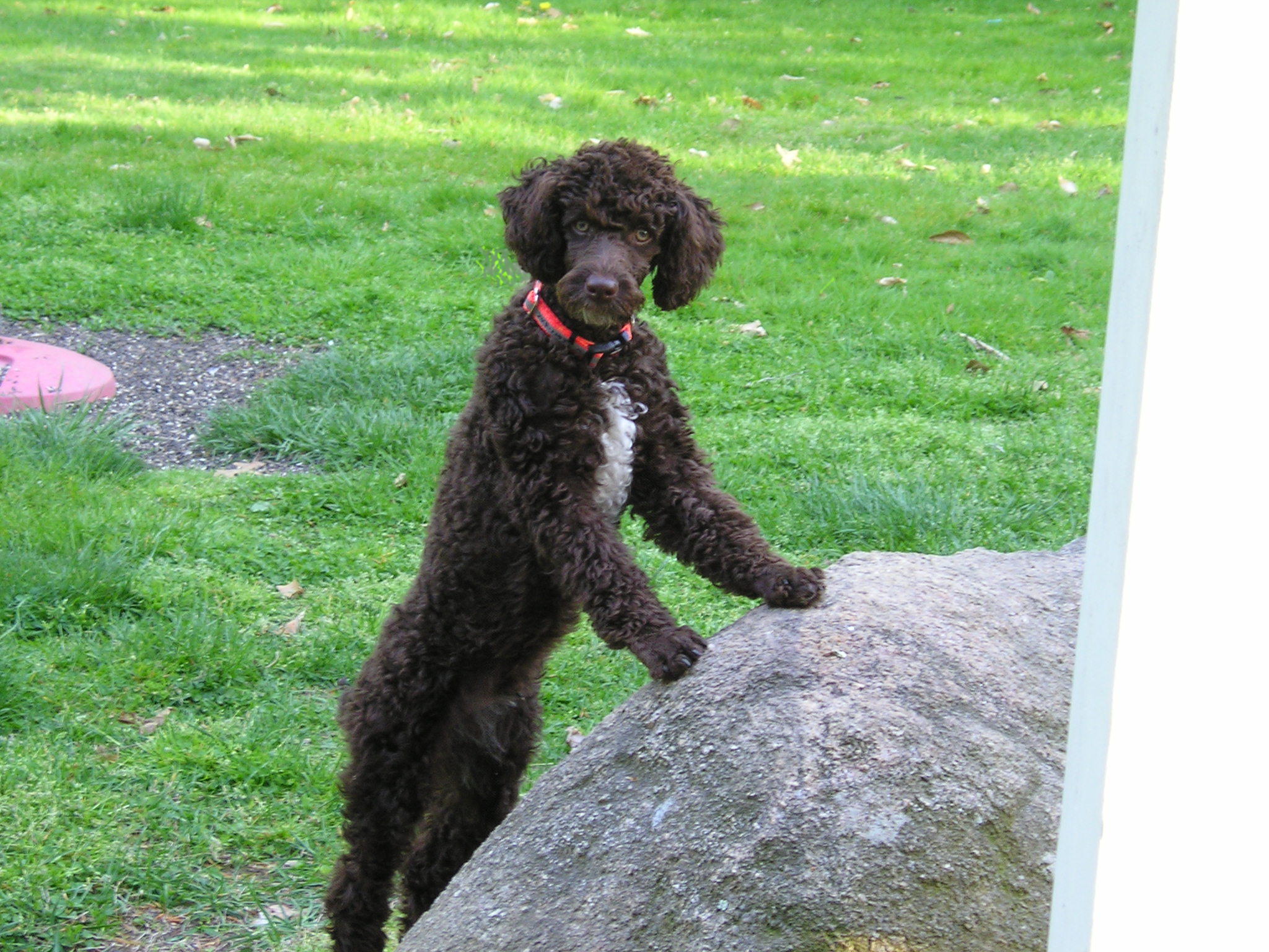 Sugar Dog Stories – Cappy & Max | Sugar Dogs International, Inc.